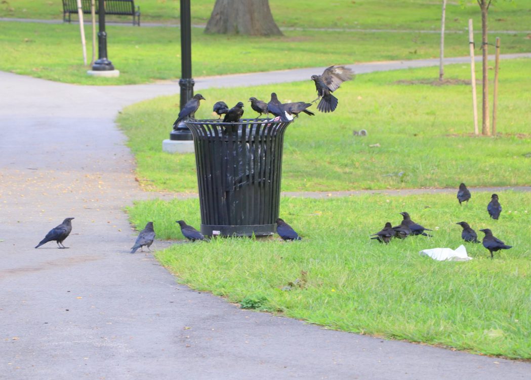 Fish Crows staging in O'Connell Park - Winter Crow Roost