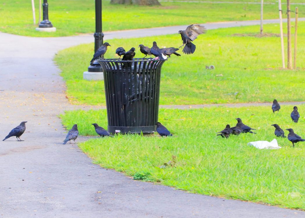 Roost Research: Daytime Foraging Behaviors - Winter Crow Roost