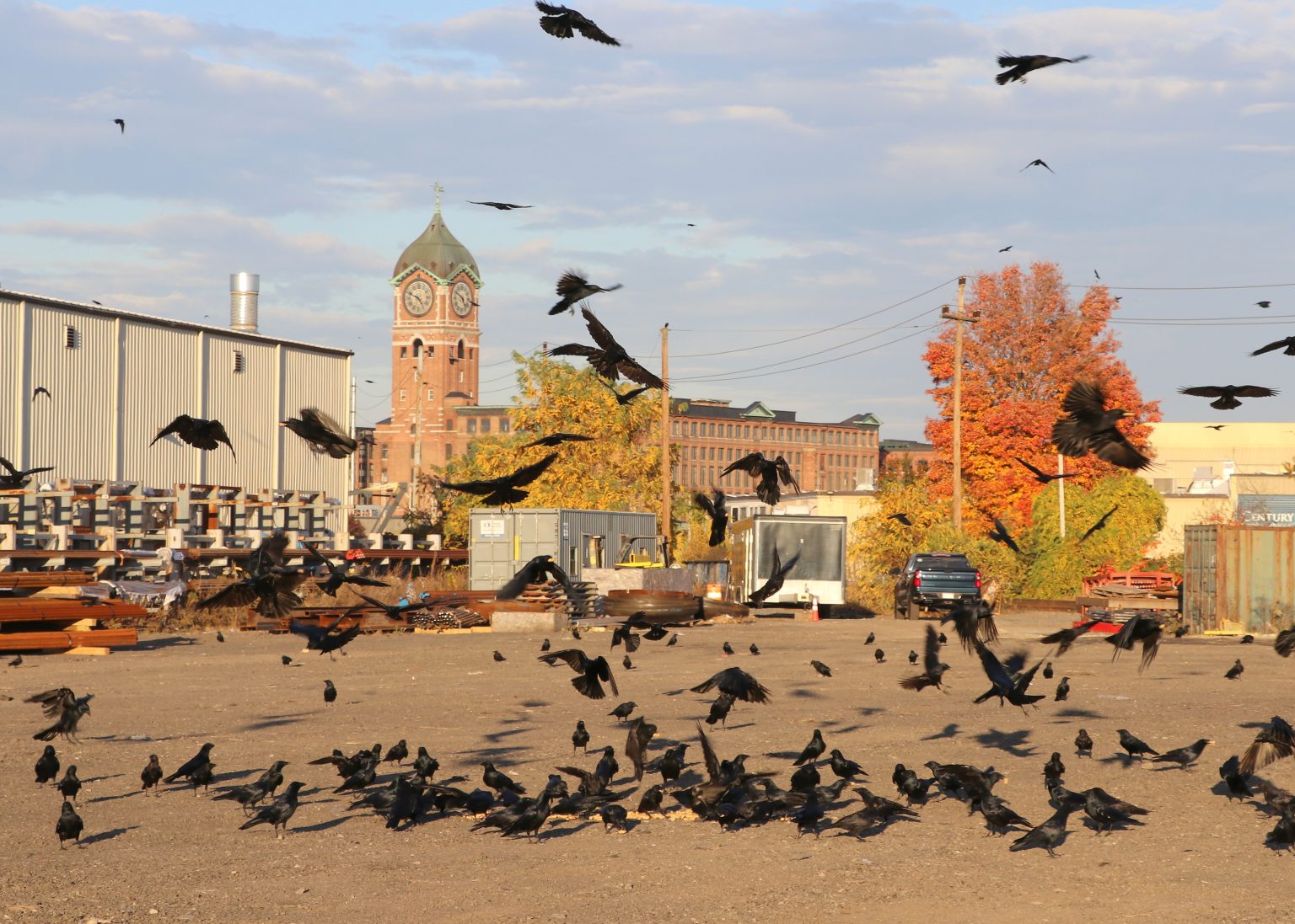 American Crows vs. Fish Crows: telling them apart? - Winter Crow Roost