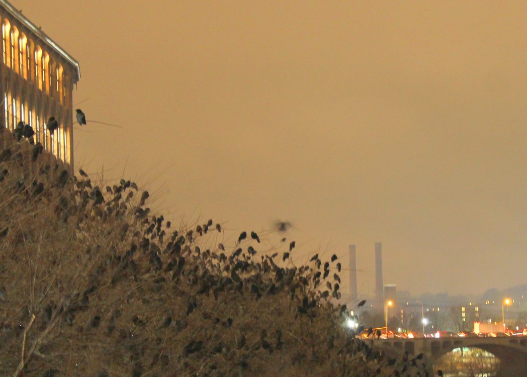 Crows after dark: Duck Bridge! - Winter Crow Roost