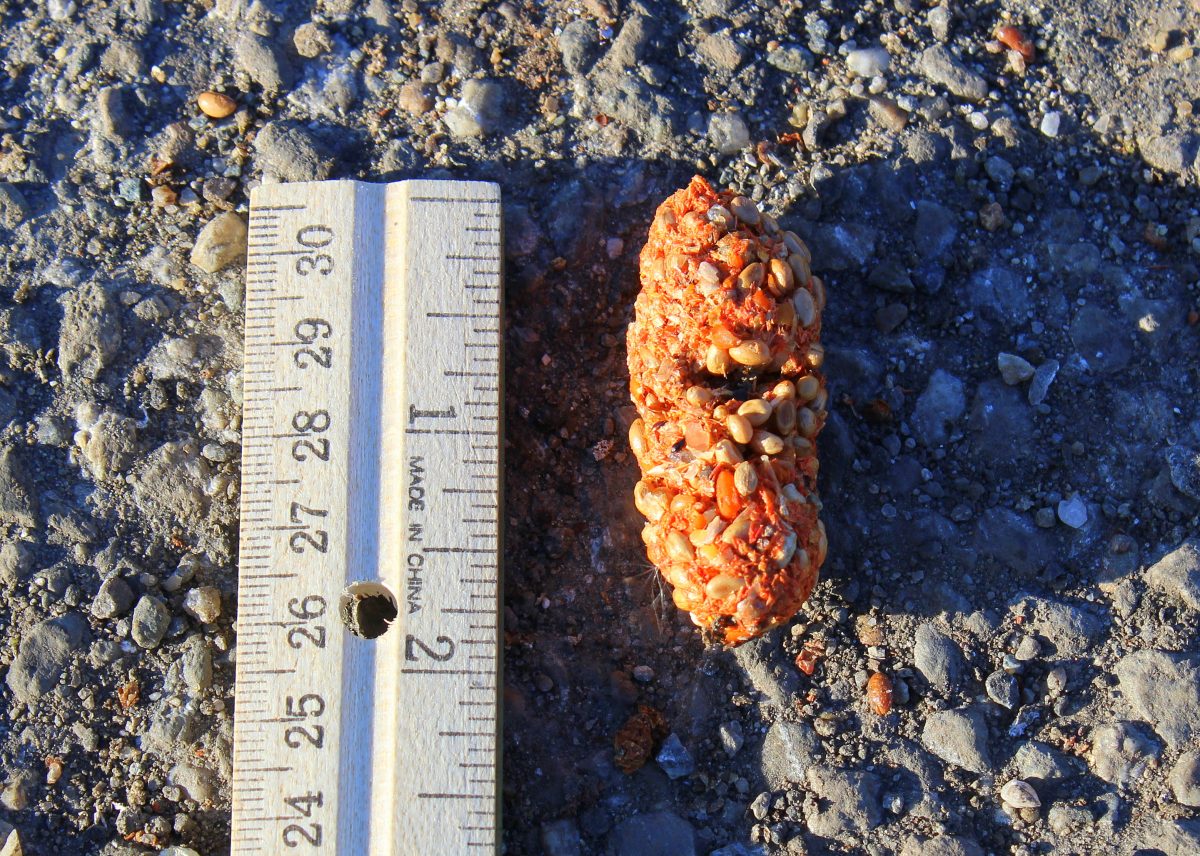 Crow Pellet Anaysis - Winter Crow Roost