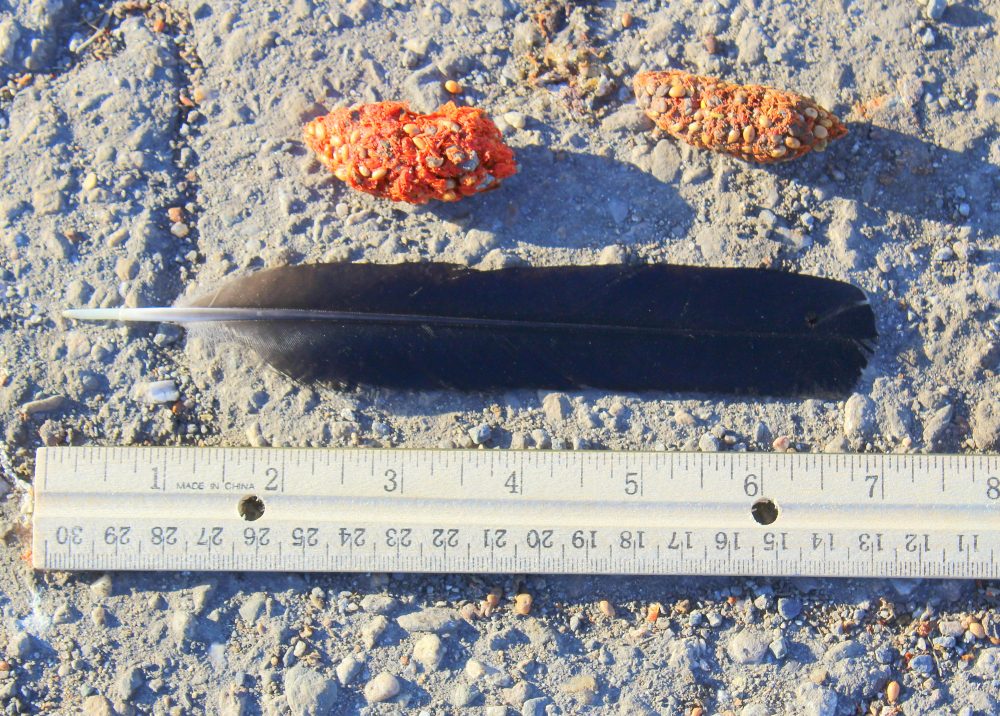 Crow Patrol: Dec 2018 Pellet Analysis - Winter Crow Roost