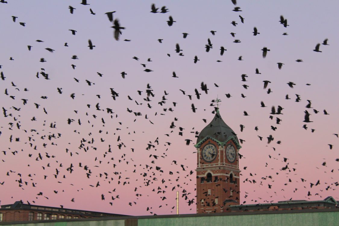 Crows passing the Clock Tower - Winter Crow Roost