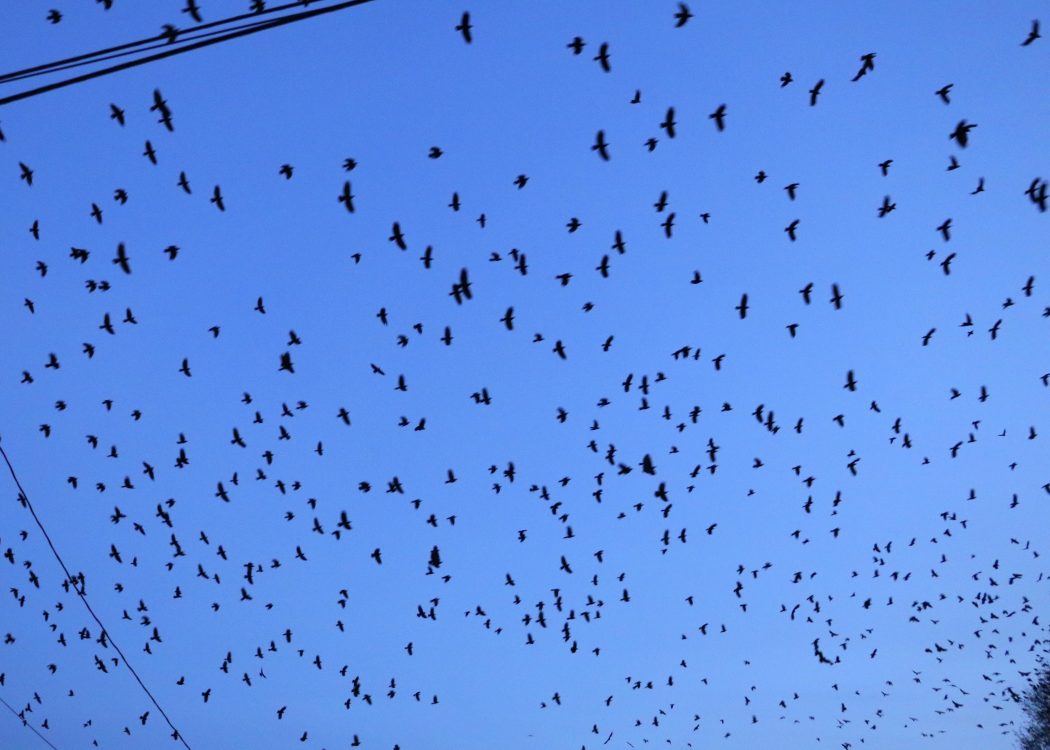Crow Roost: staging Prospect Hill, roosting by hospital! - Winter Crow ...