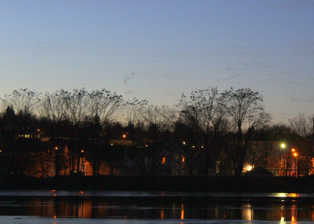 Crow Patrol: Riverfront State Park - Winter Crow Roost
