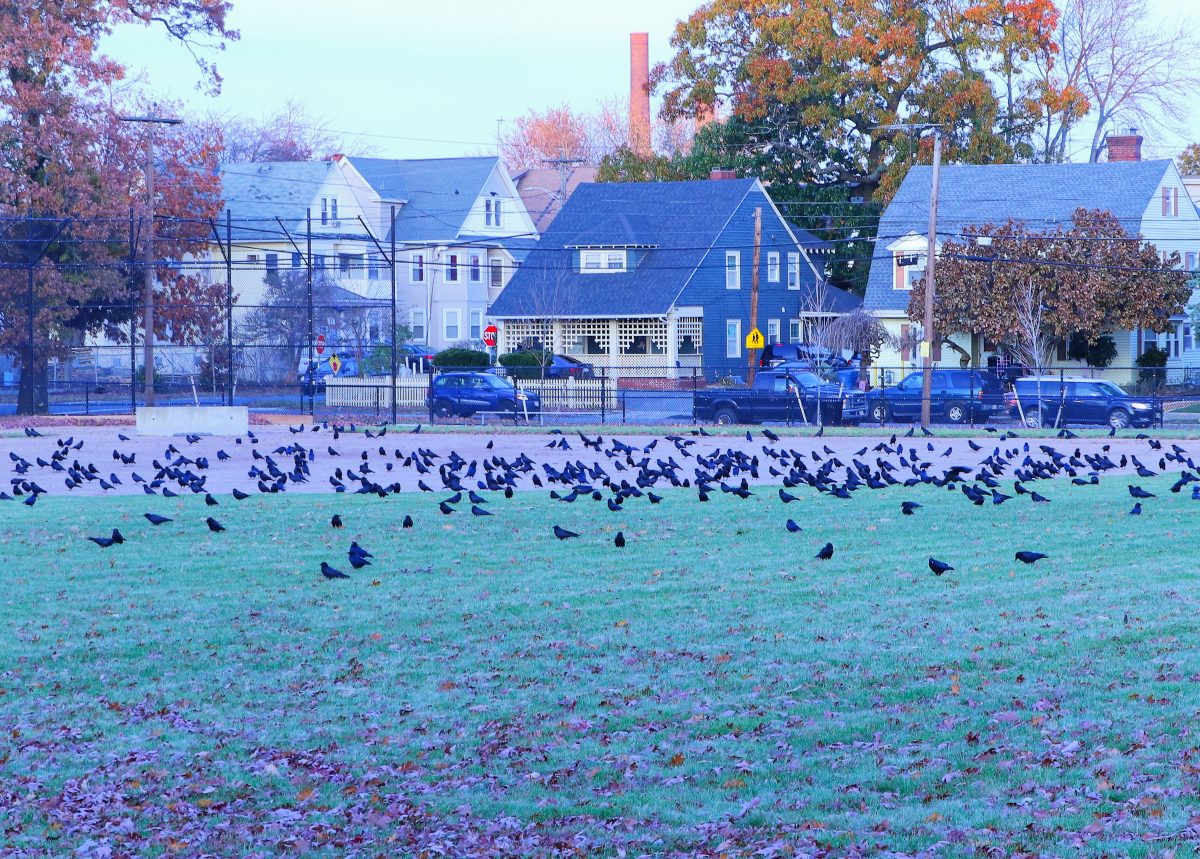 Roost Research: Daytime Foraging Behaviors - Winter Crow Roost