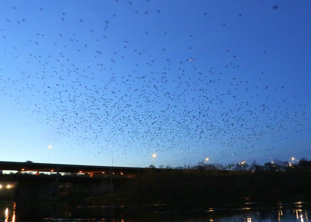 Crow Patrol: counting 10,000 with Bob Fox! - Winter Crow Roost
