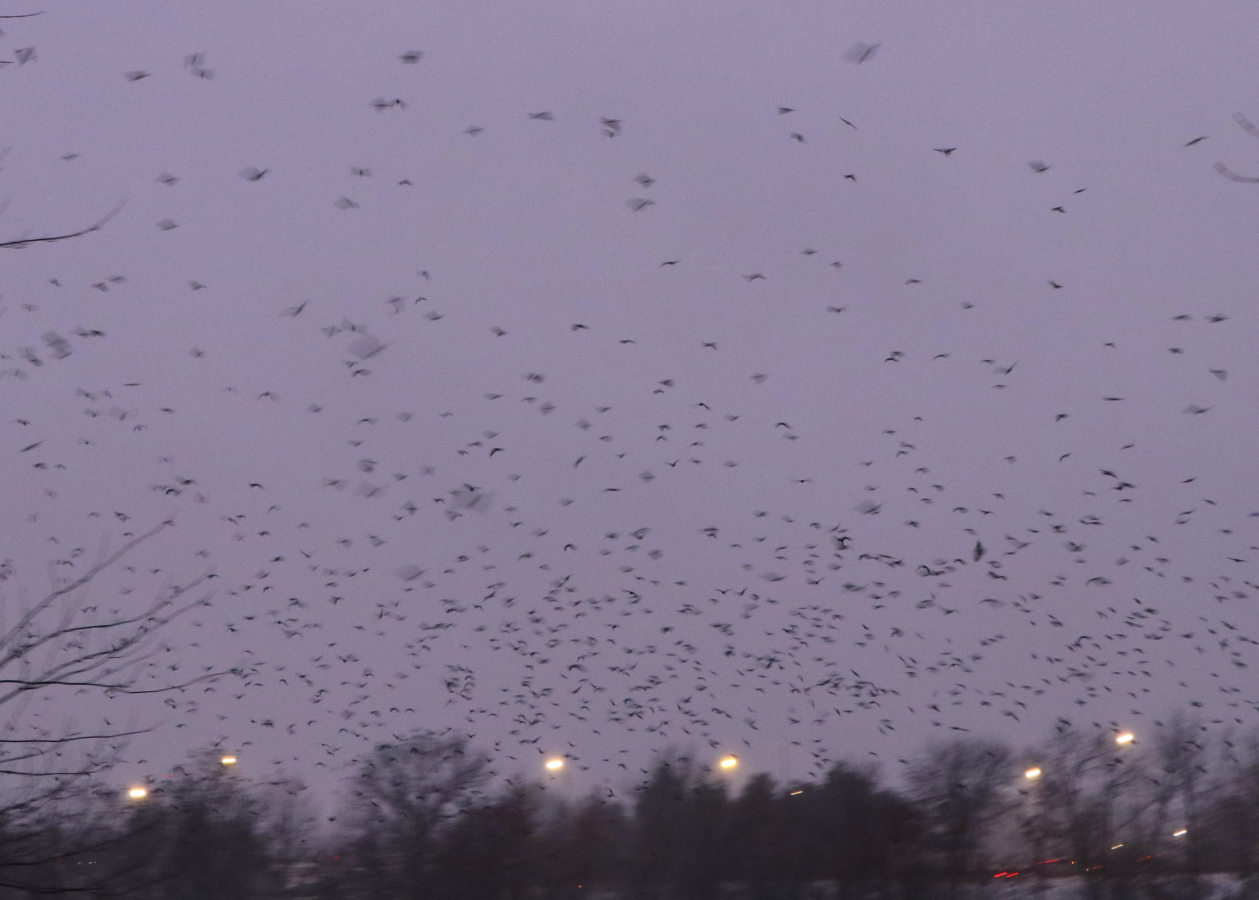 Winter Crow Roost: snow, sleet, rain! - Winter Crow Roost