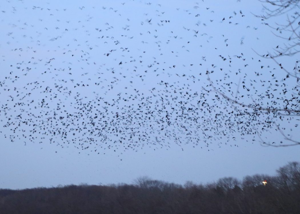 Winter Crow Roost: 20,000 Crows!!! - Winter Crow Roost
