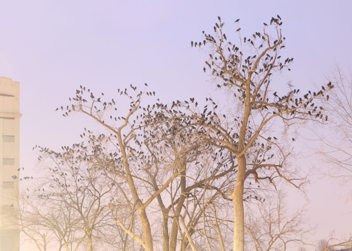 Winter Crow Roost: Troy, NY - Winter Crow Roost