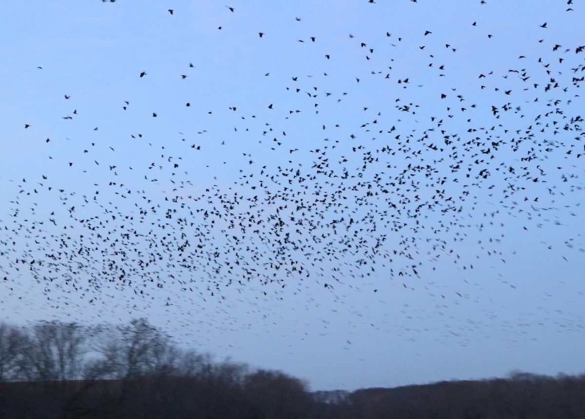 Winter Crow Roost: 20,000 Crows!!! - Winter Crow Roost