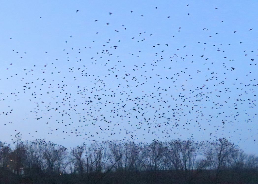 Winter Crow Roost: 20,000 Crows!!! - Winter Crow Roost