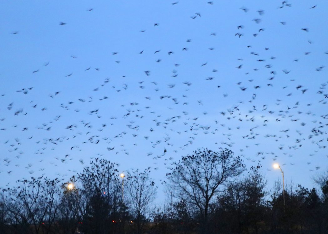 Winter Crow Roost: staging and roosting - Winter Crow Roost