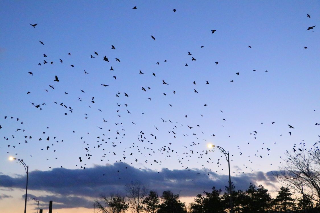 Winter Crow Roost: into the roost! - Winter Crow Roost