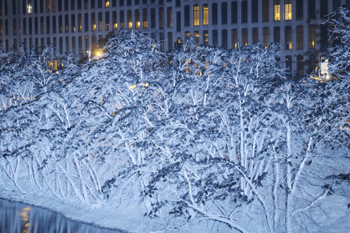 Winter Crow Roost: after dark with infrared! - Winter Crow Roost