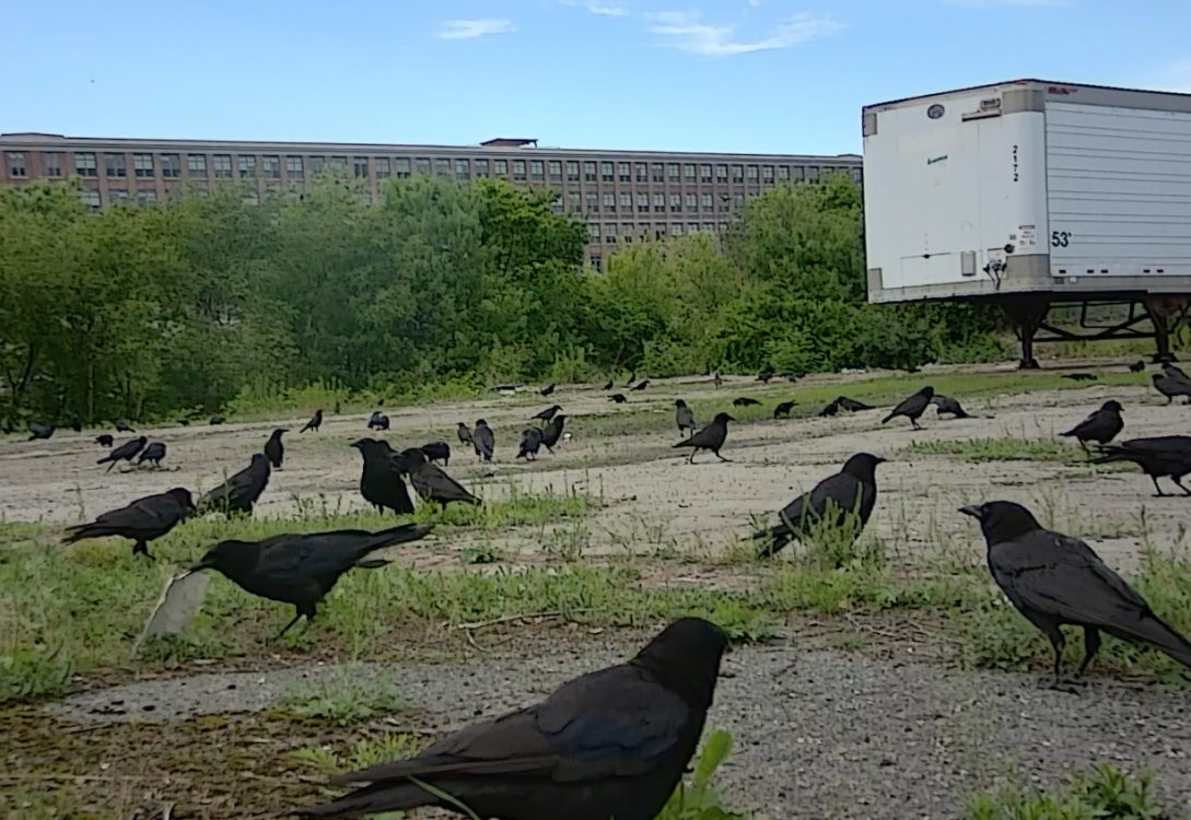 Fish Crow staging in timelapse video! - Winter Crow Roost