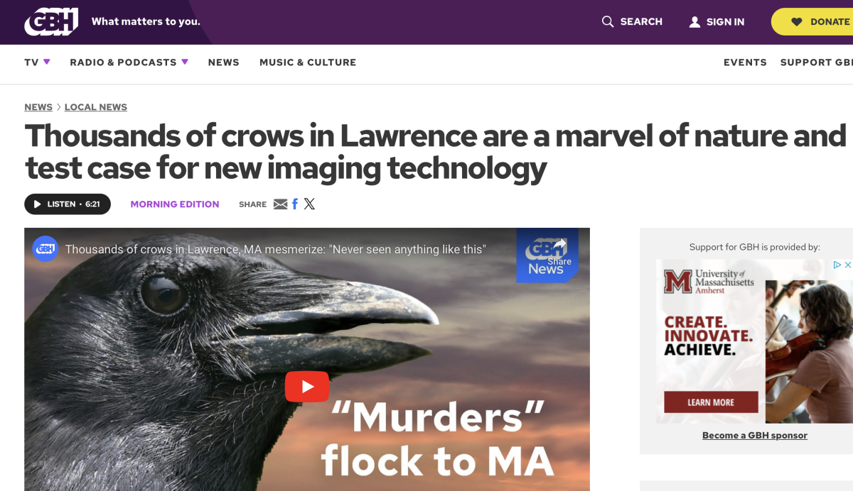 GBH News: Crows Descent in Lawrence! - Winter Crow Roost
