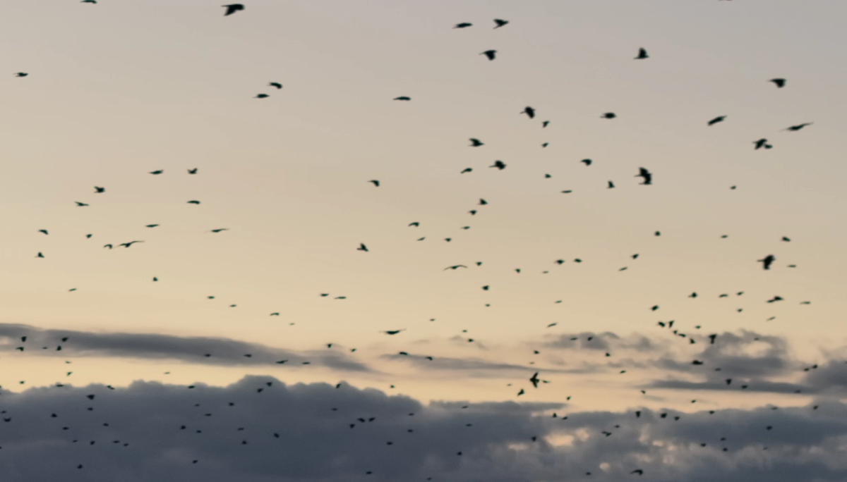 rare bird behavior Archives - Winter Crow Roost