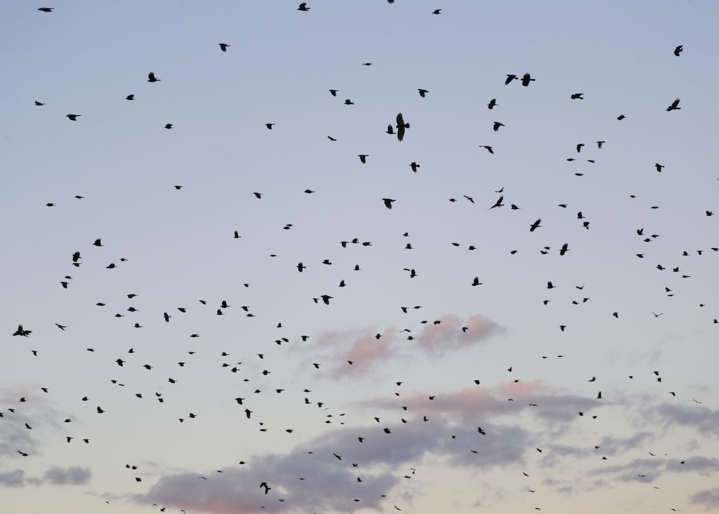 Winter Crow Roost #2! - Winter Crow Roost