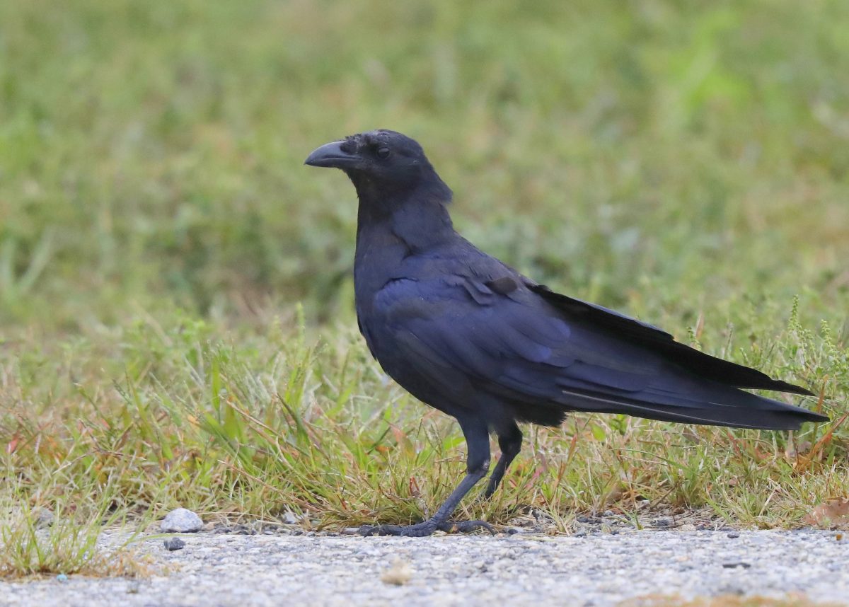 Fish Crows and Osprey - Winter Crow Roost