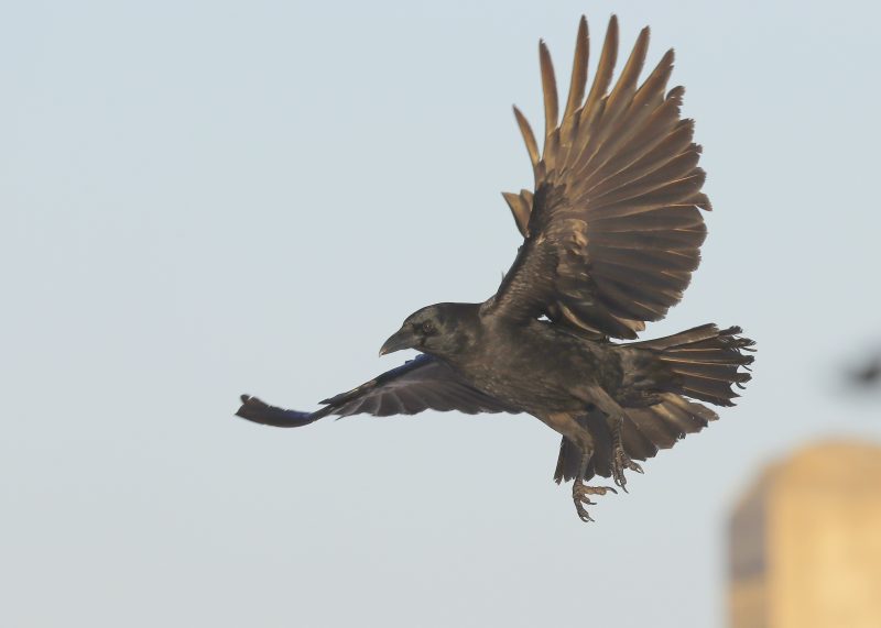 Crows in Flight: special gallery - Winter Crow Roost