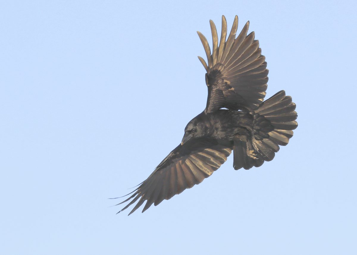Crows in Flight: special gallery - Winter Crow Roost