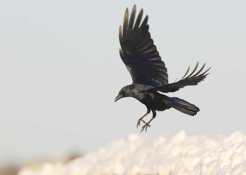 Crows in Flight: special gallery - Winter Crow Roost