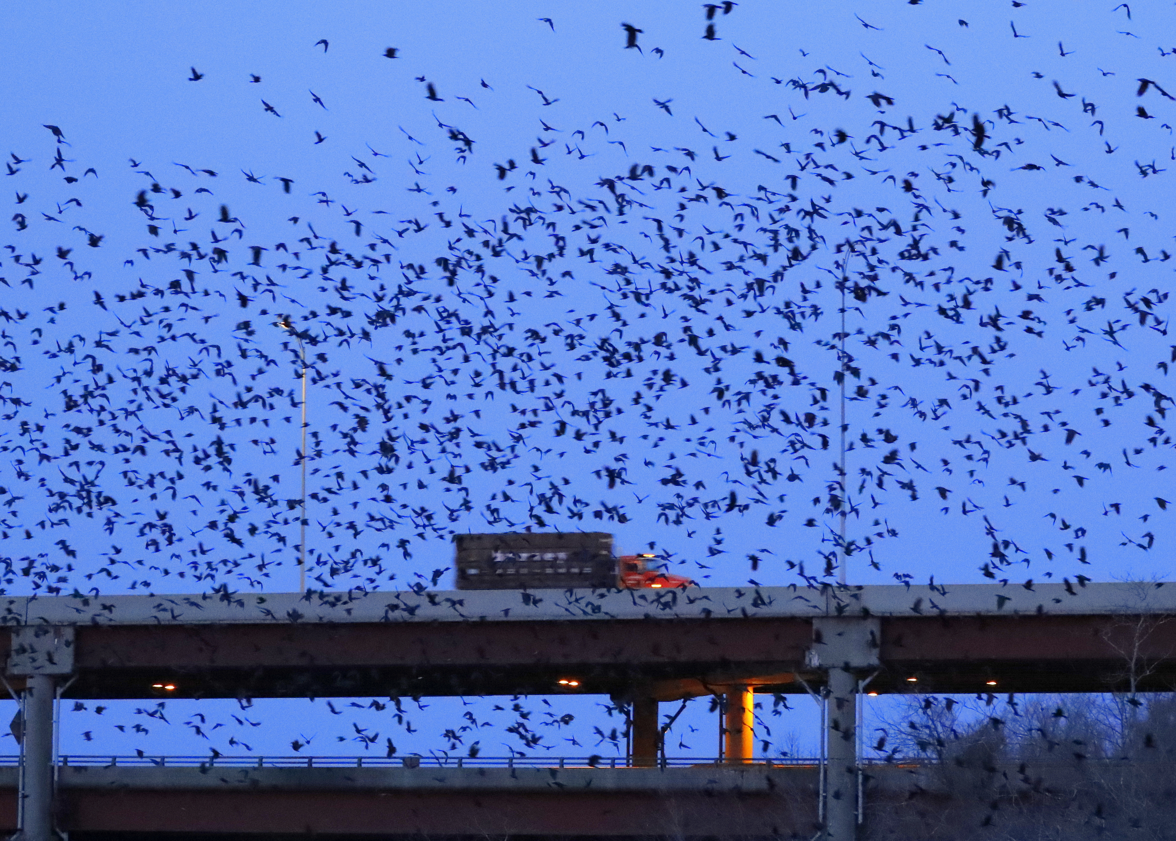Roost: bitter cold early morning! - Winter Crow Roost