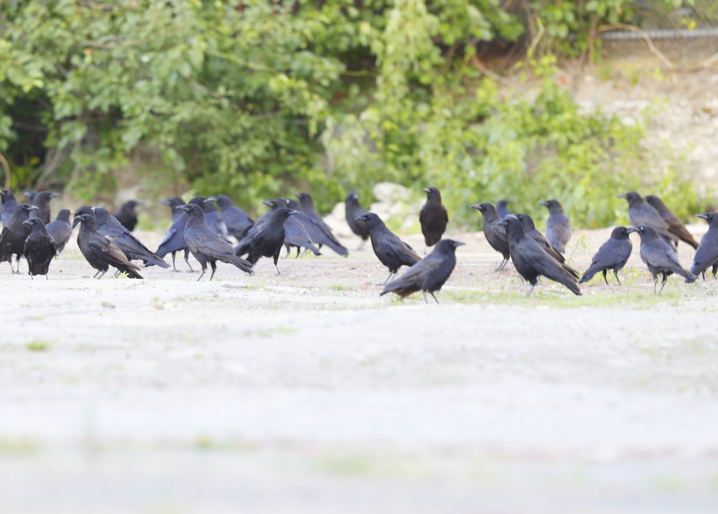 Fish Crows in final staging mode - Winter Crow Roost