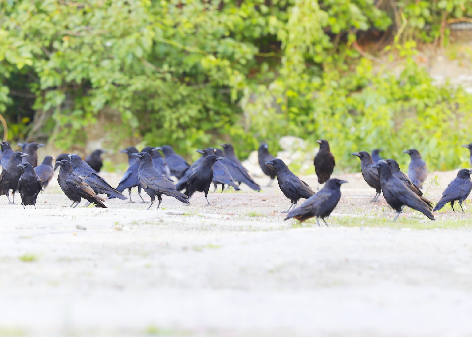 Roost Research: Daytime Foraging Behaviors - Winter Crow Roost