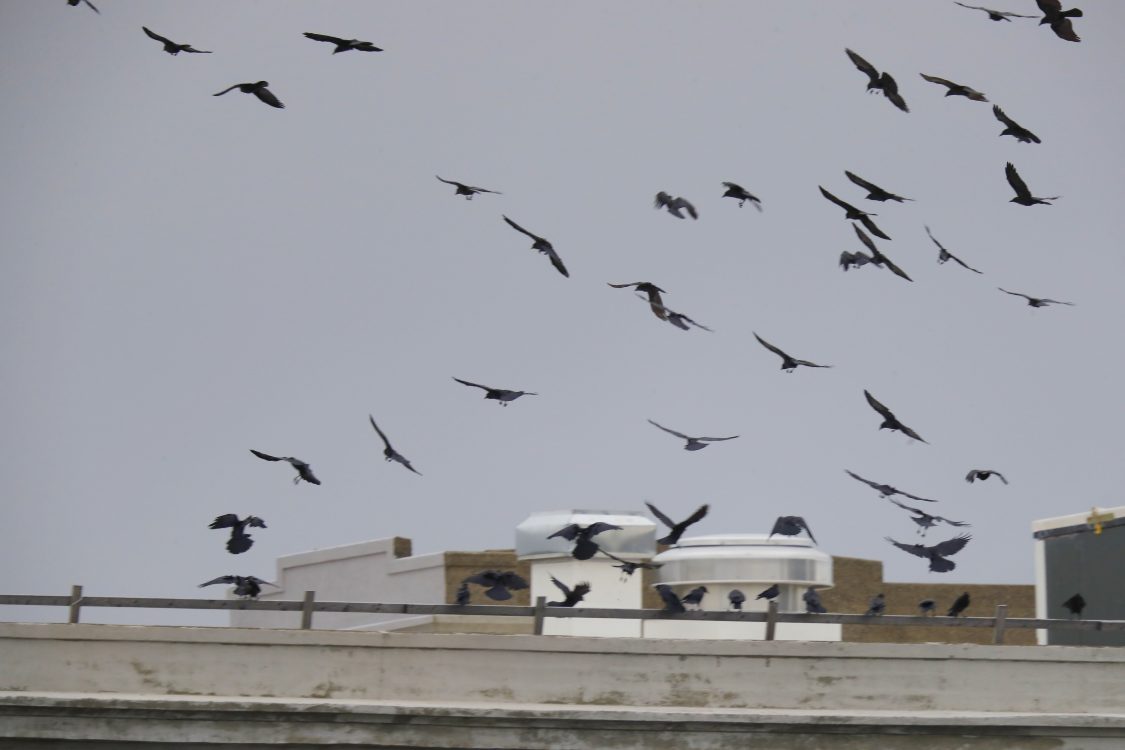 Crows staging at Mill 240! - Winter Crow Roost