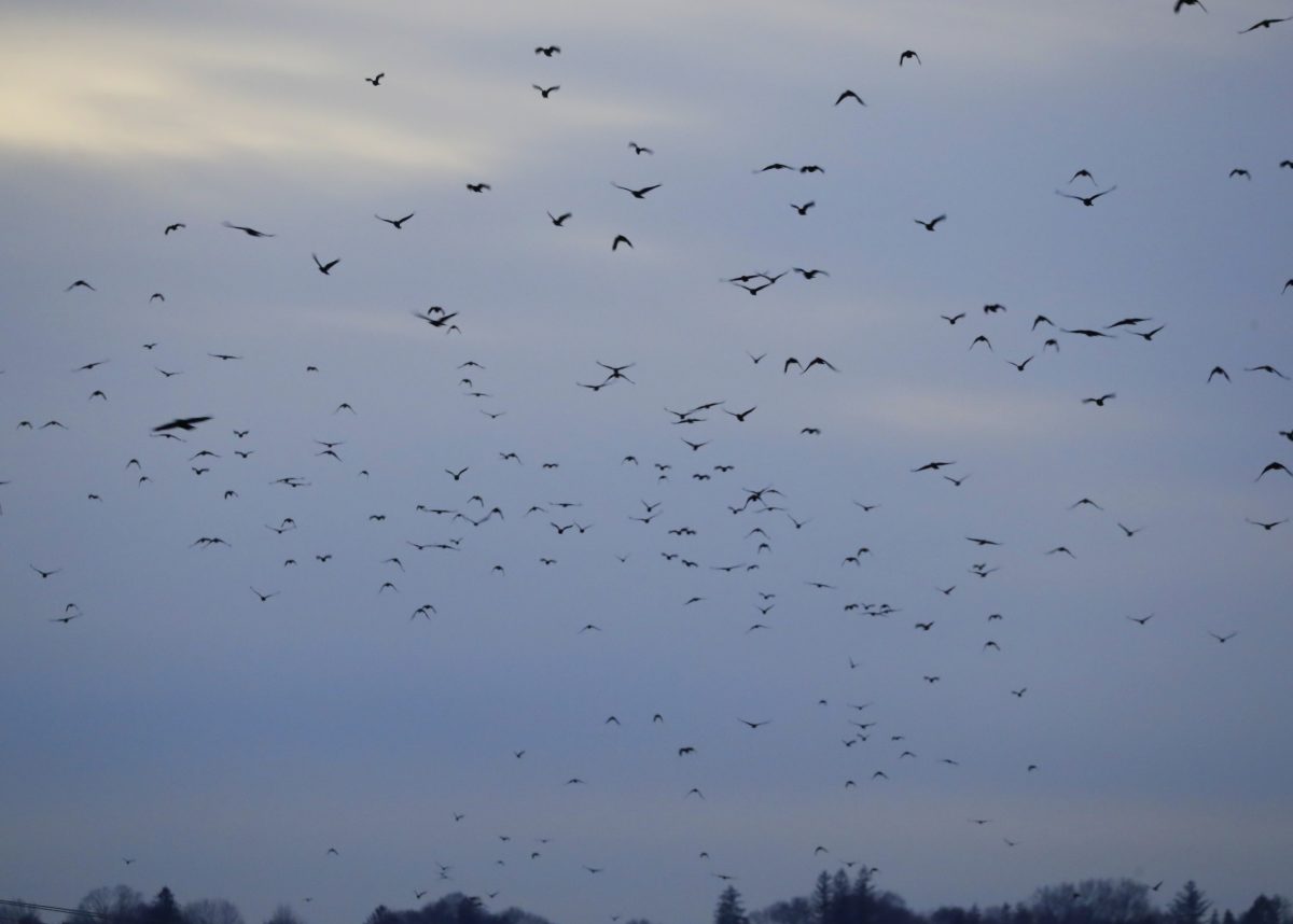 Winter Crow Roost: Christmas Bird Count! - Winter Crow Roost