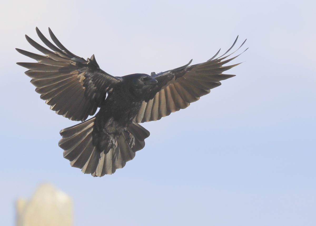 Crow Patrol: Crows in flight! - Winter Crow Roost