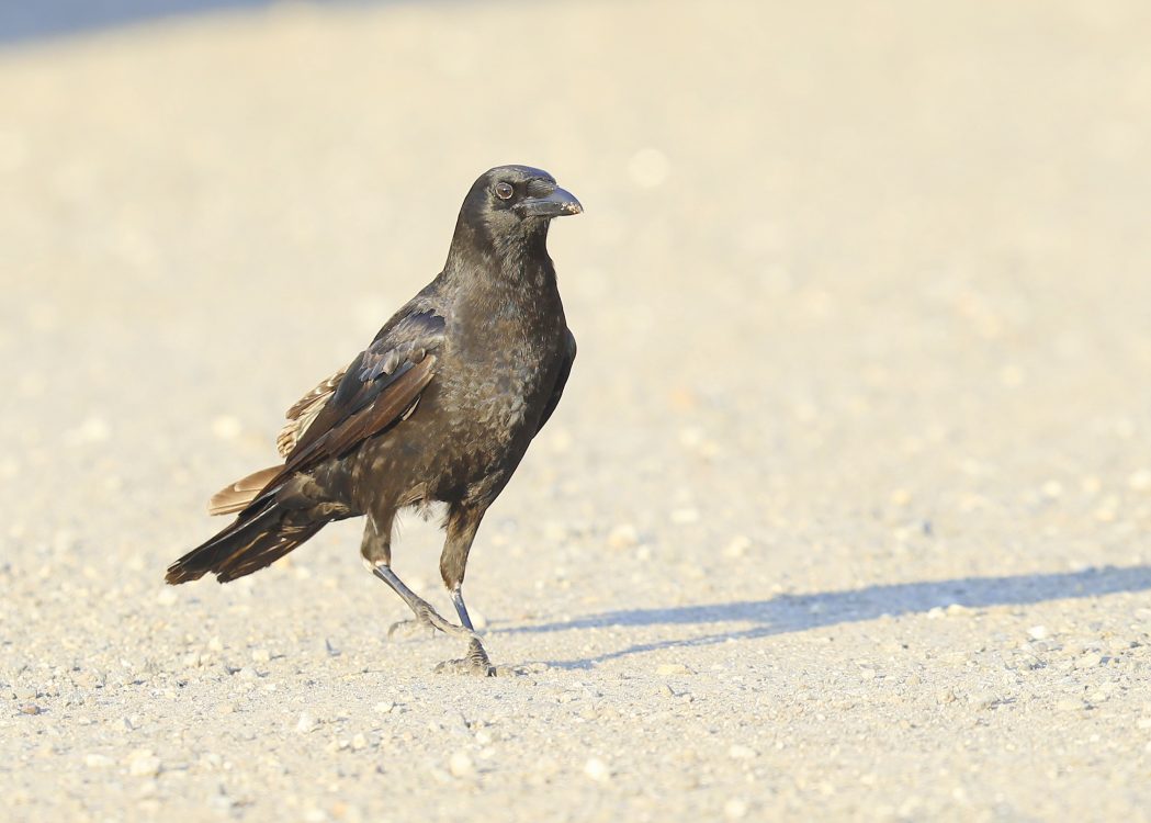 Staging: Fish Crows and American Crows - Winter Crow Roost