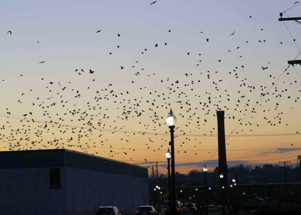 Winter Crow Roost: flight swarm! - Winter Crow Roost