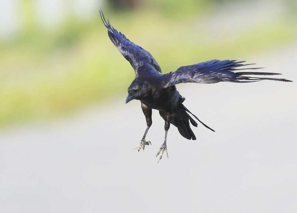 Fish Crows Ferrous Site - Winter Crow Roost