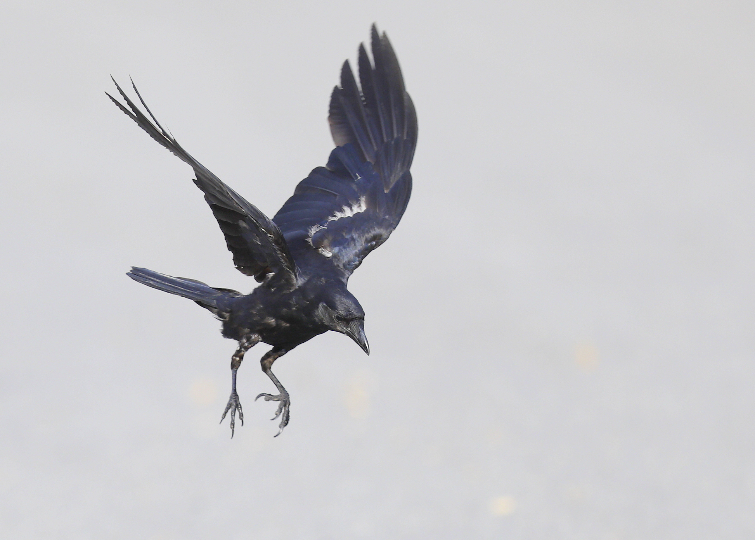 Fish Crows at Ferrous Site! - Winter Crow Roost