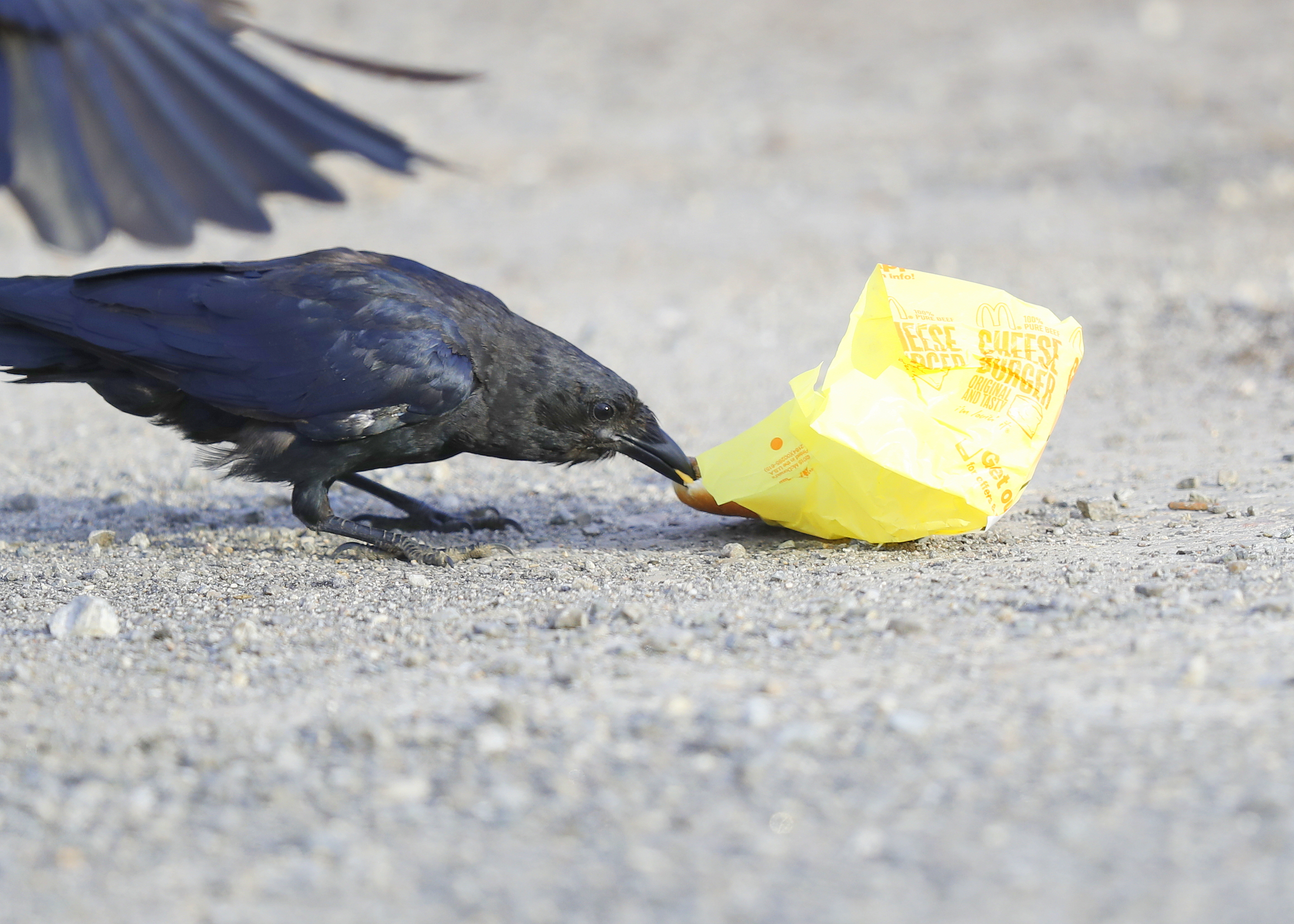 Nat Geo: Crows Love Cheeseburgers! - Winter Crow Roost
