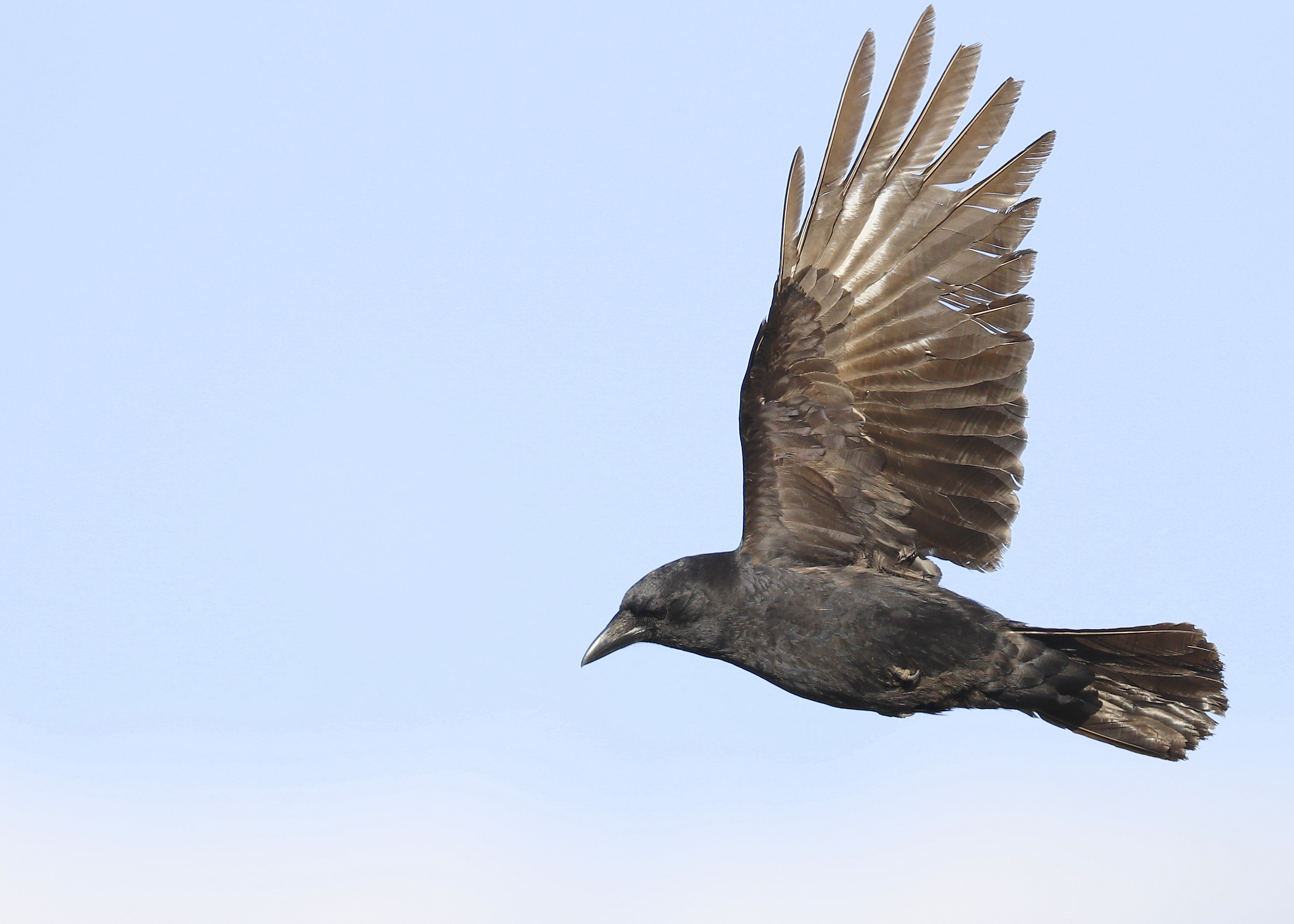 Crow Patrol: more staging action - Winter Crow Roost