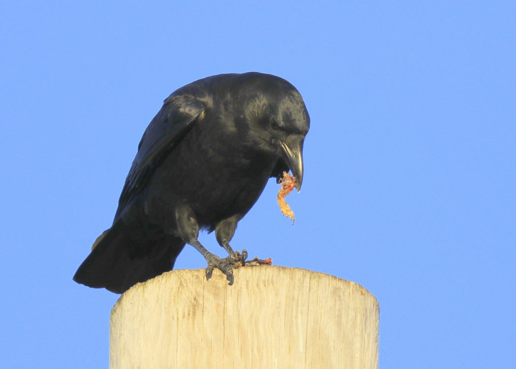 Crows and McDonalds French Fries! - Winter Crow Roost