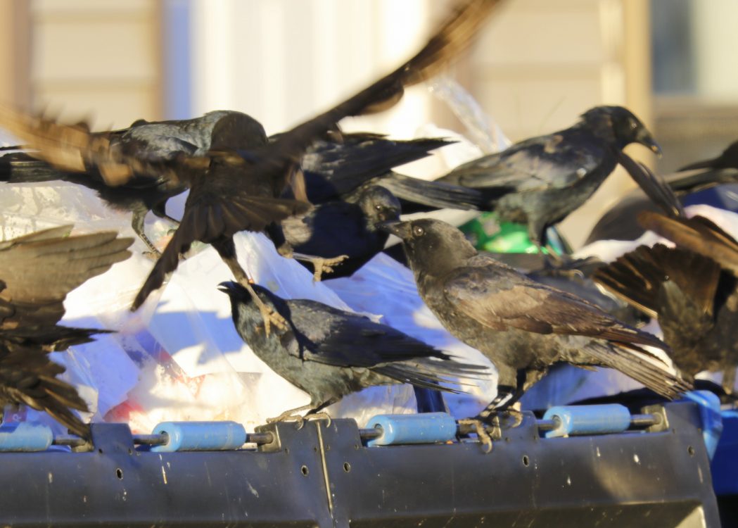 Crows raiding the Heavenly Donuts dumpster - Winter Crow Roost