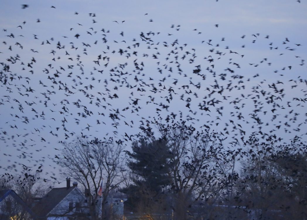 Winter Crow Roost: on the ice! - Winter Crow Roost