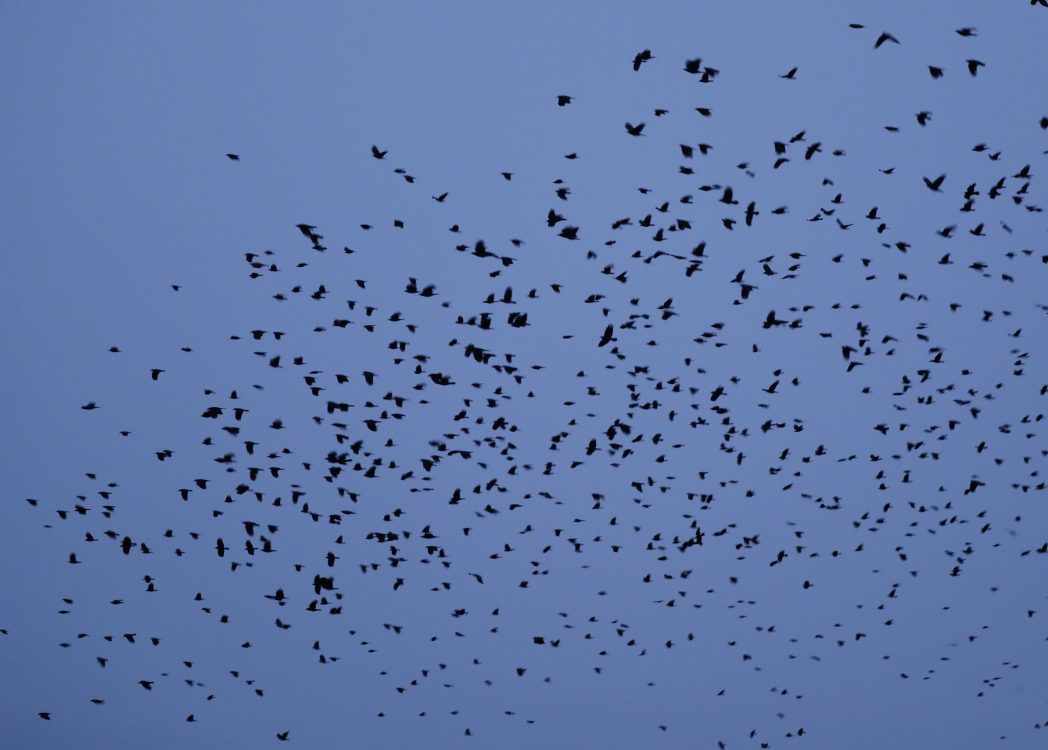 Winter Crow Roost: arriving later! - Winter Crow Roost