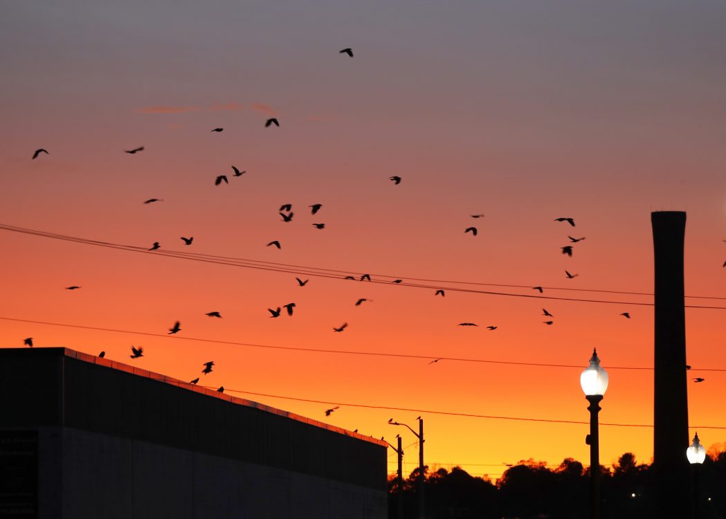 Winter Crow Roost: stunning sunset! - Winter Crow Roost