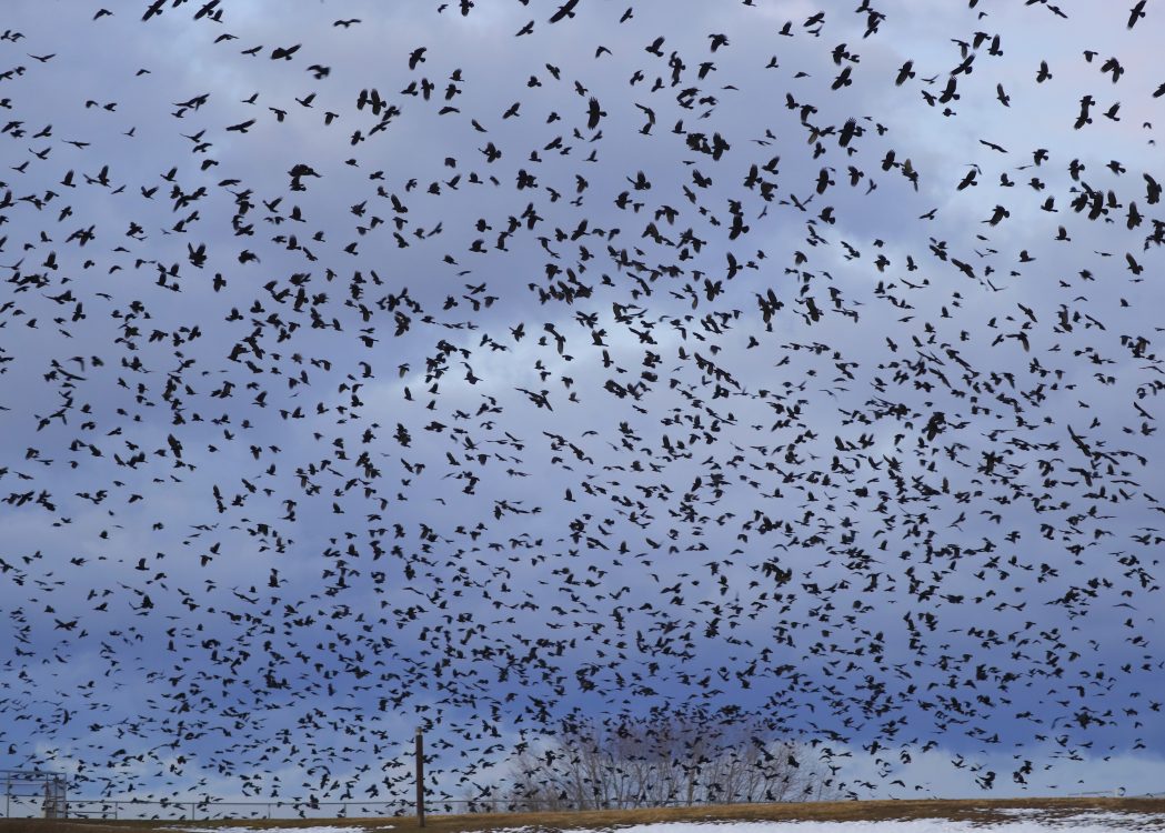 Winter Crow Roost: massive flight swirls!! - Winter Crow Roost
