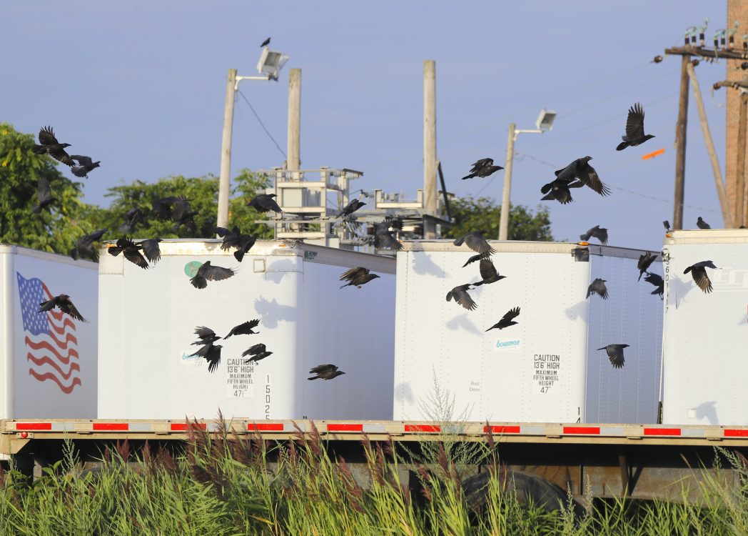 Summer Crows numbers growing! - Winter Crow Roost