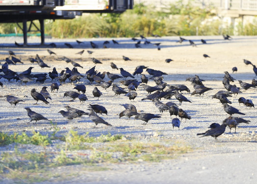 Crow Roost: Fish Crows eating berries! - Winter Crow Roost
