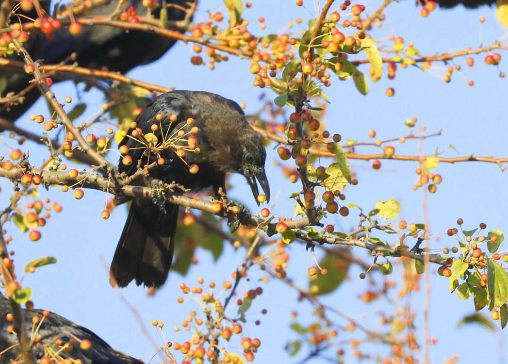 Crow Roost: Fish Crows eating berries! - Winter Crow Roost