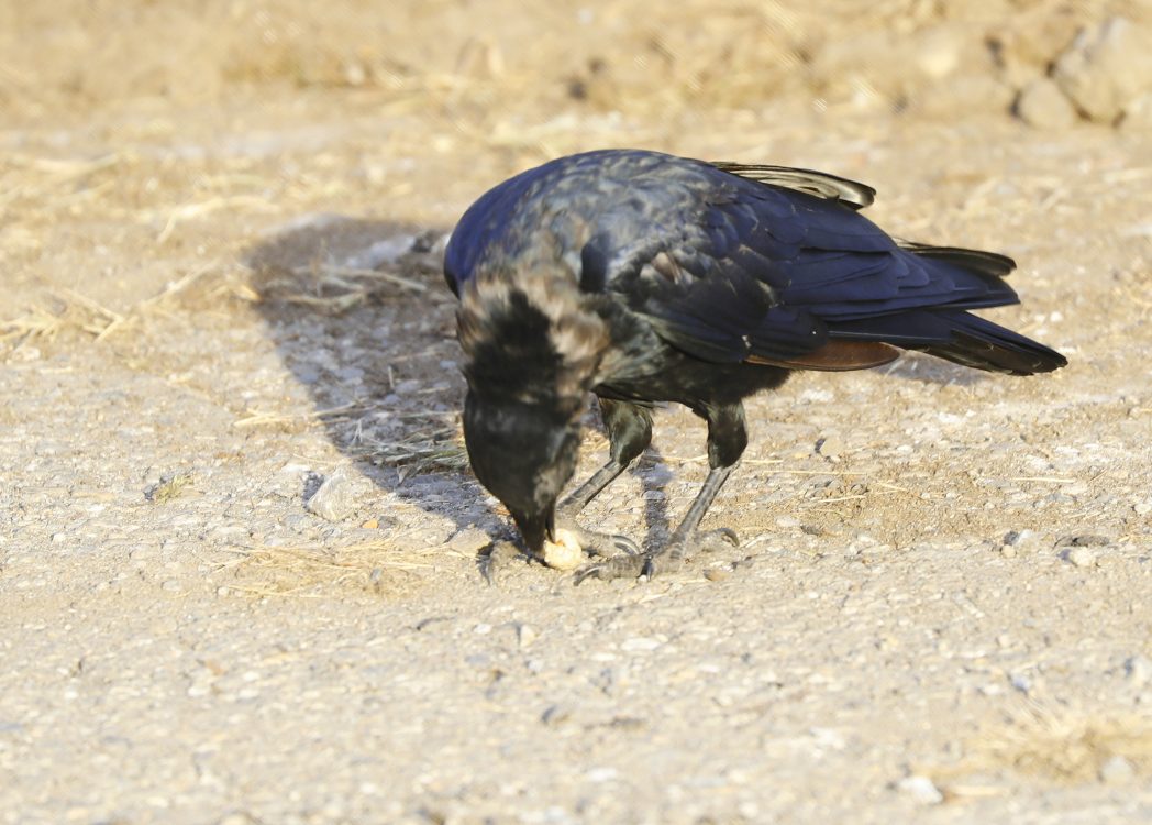 Staging Fish Crows - Winter Crow Roost