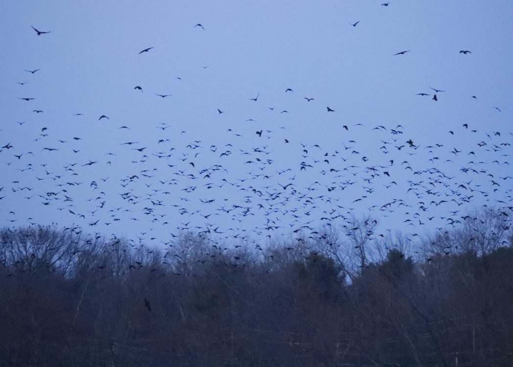 Winter Crow Roost: staging at Barker's Farm! - Winter Crow Roost